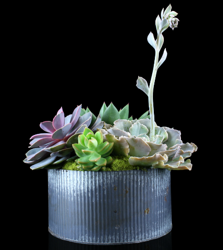 Plants & Gardens | Boston Florist | Stapleton Floral Design