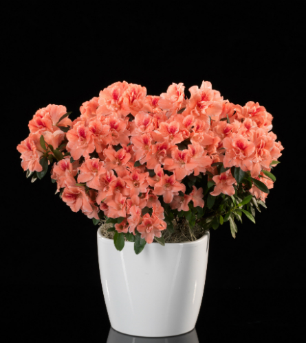 Plants & Gardens | Boston Florist | Stapleton Floral Design