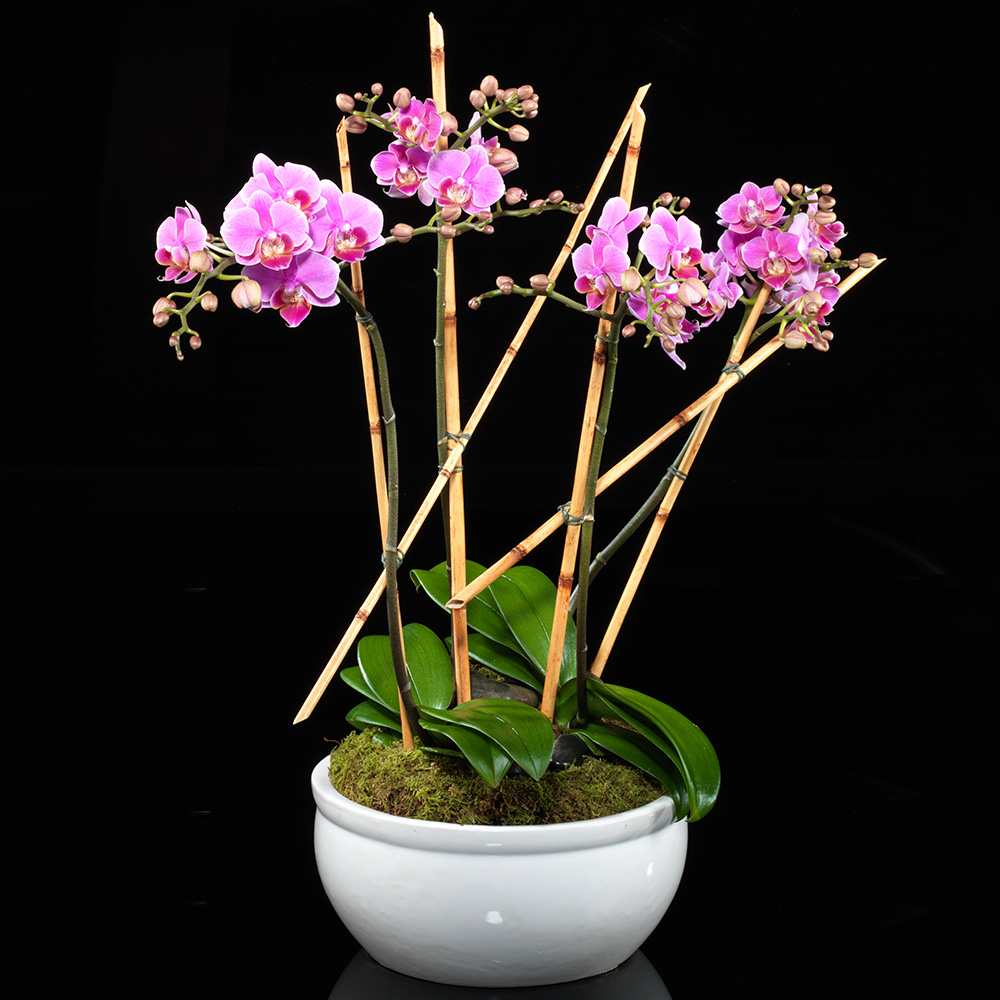 Boston Florist | Stapleton Floral Design