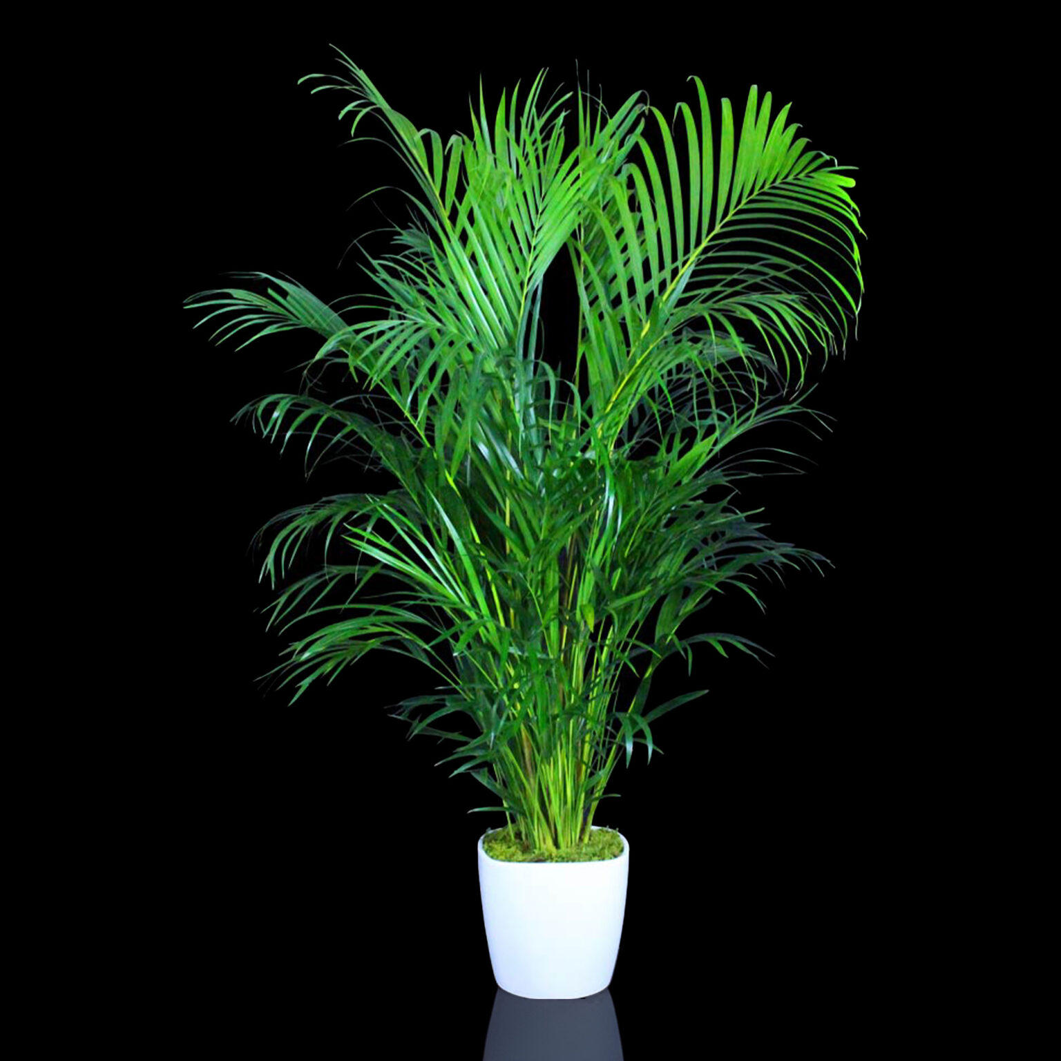 6-7' Green Floor Plant Rental - Boston Florist | Stapleton Floral Design